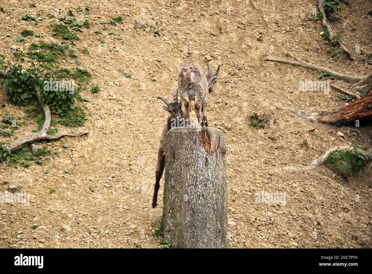 Alpine animal park hi-res stock photography and images - Alamy