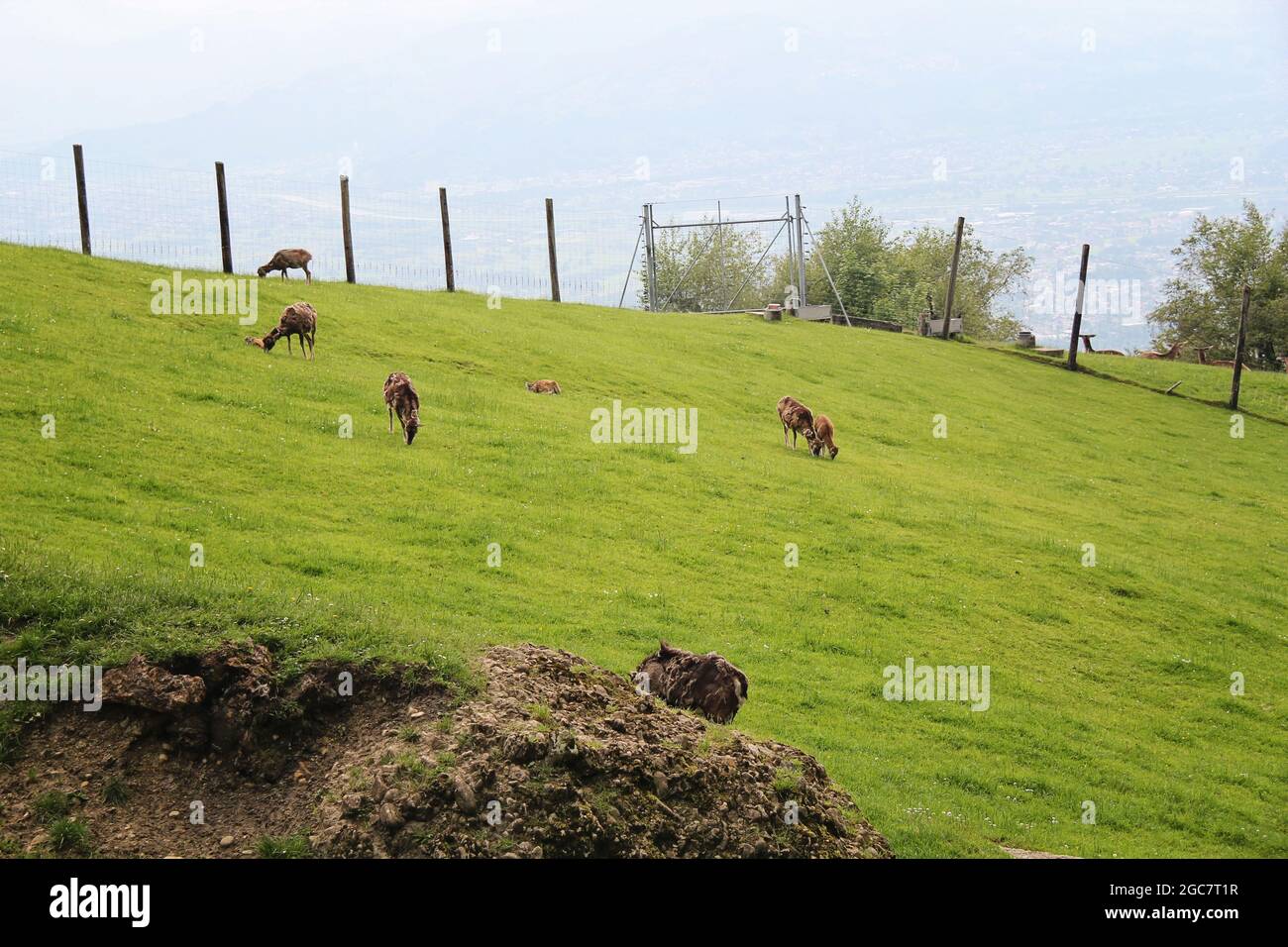 Alpine Animal Park or Zoo in Bregenz. Alpenwildpark Pfänder Stock Photo ...