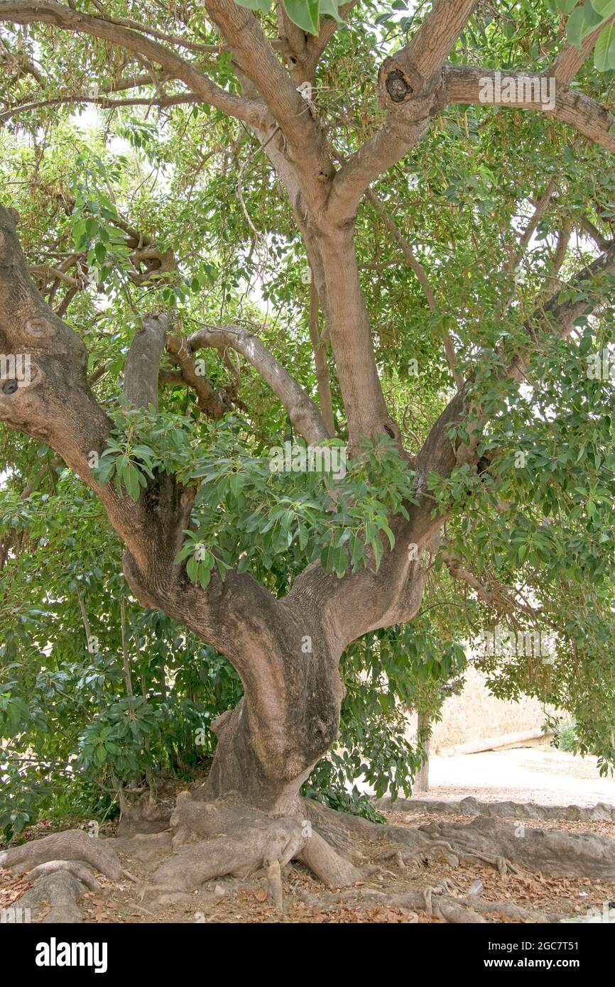 Leafy and green tree with large roots. Vertically Stock Photo - Alamy