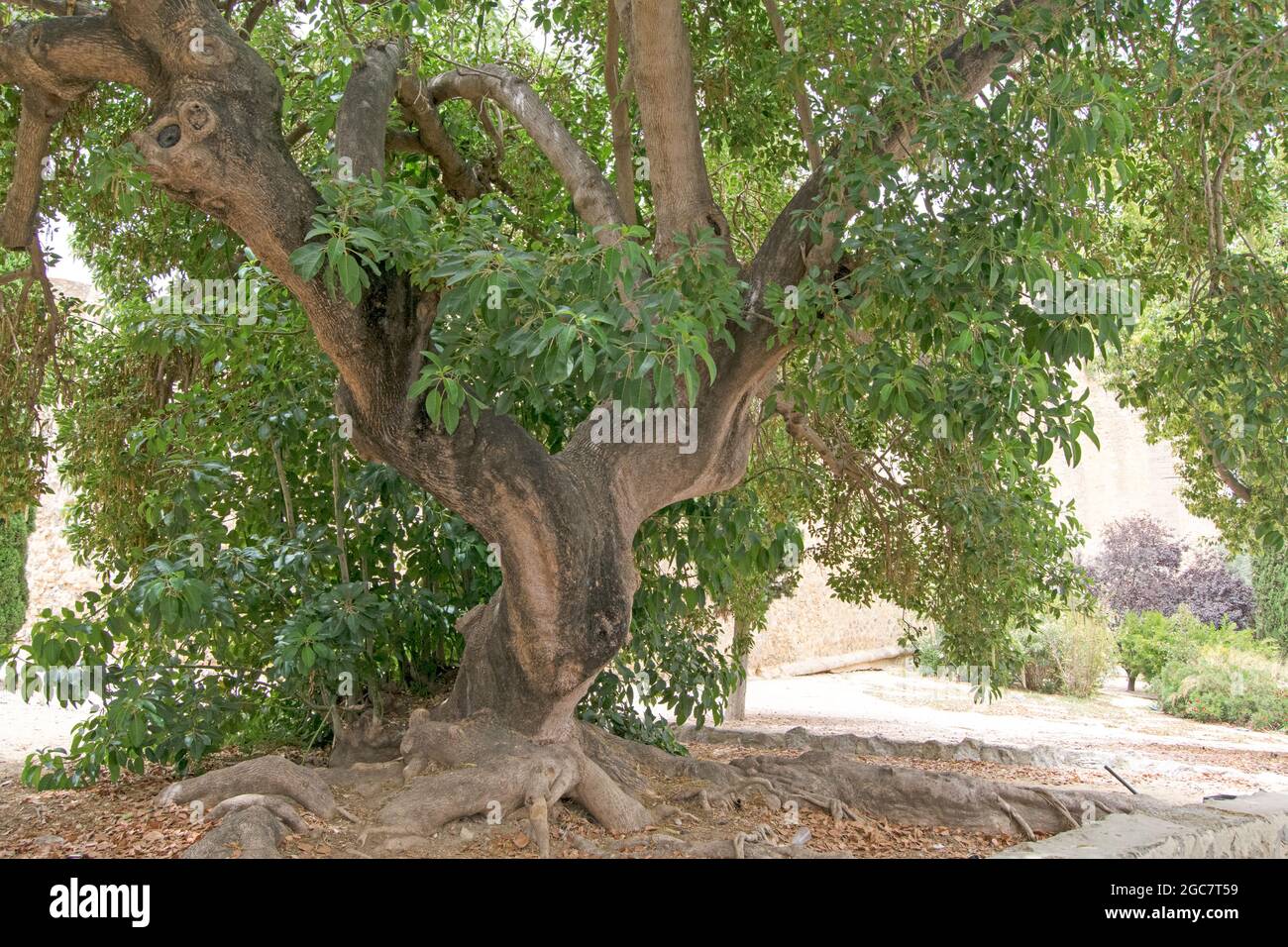 Plant roots below ground hi-res stock photography and images - Alamy