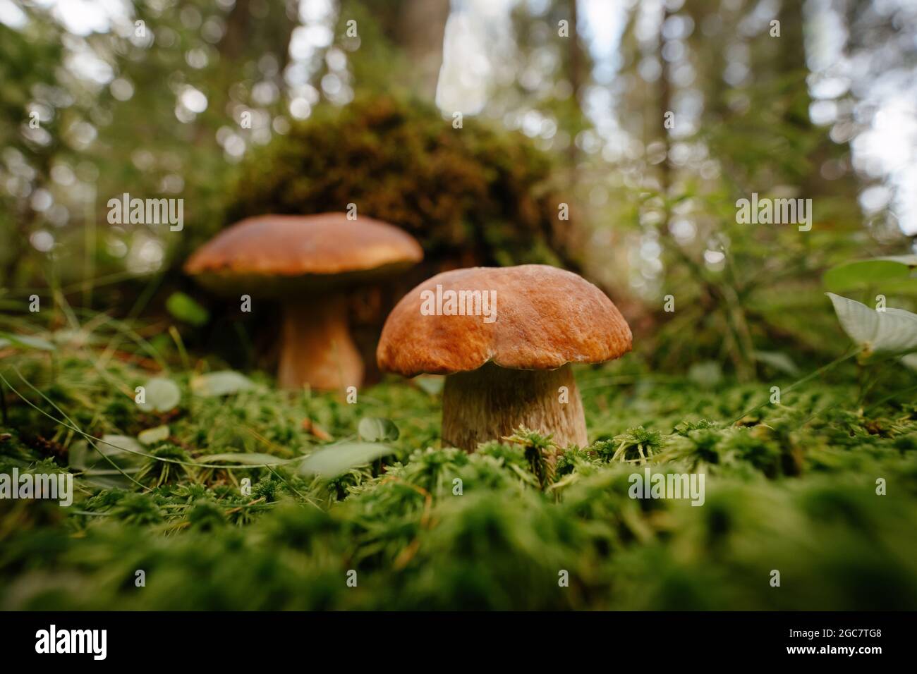 Small white edible mushroom Stock Photo - Alamy