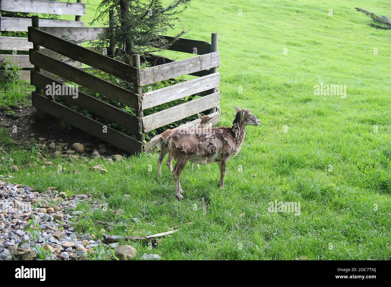 Alpine Animal Park or Zoo in Bregenz. Alpenwildpark Pfänder Stock Photo ...