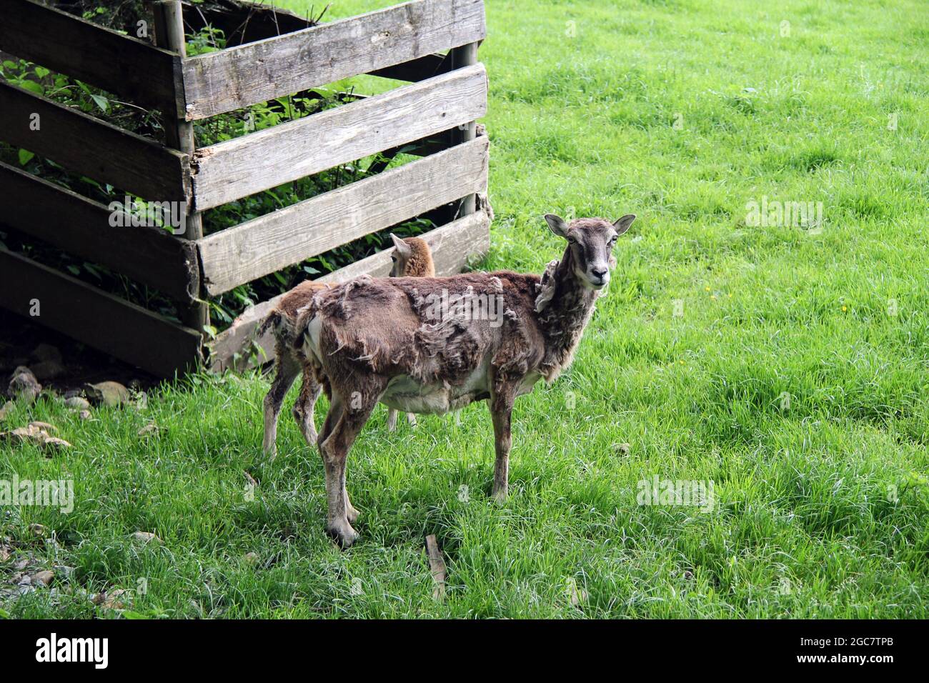 Alpine animal park hi-res stock photography and images - Alamy