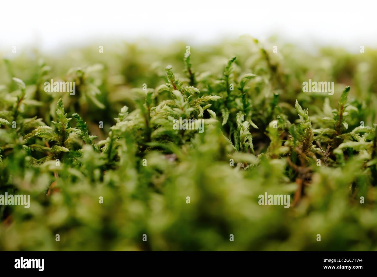Green woodland flora hi-res stock photography and images - Alamy
