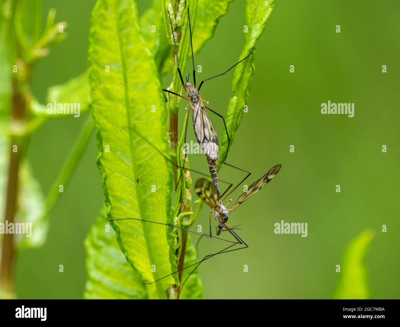Crane Flies Mating Stock Photo - Alamy
