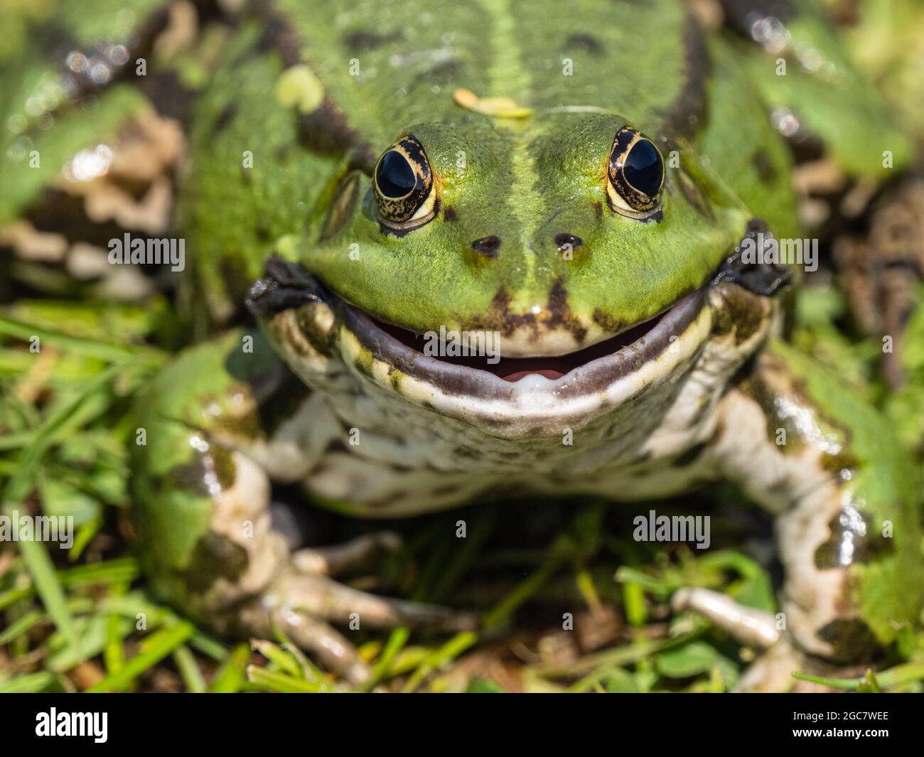 Male Marsh Frog Bellowing in a Pond Stock Photo - Alamy