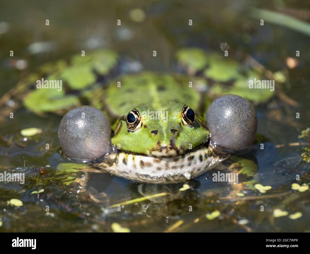 Singing marsh frog hi-res stock photography and images - Alamy