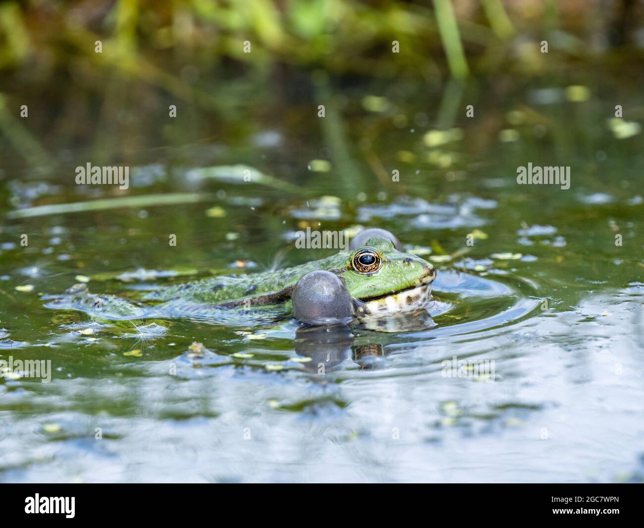 Singing marsh frog hi-res stock photography and images - Alamy