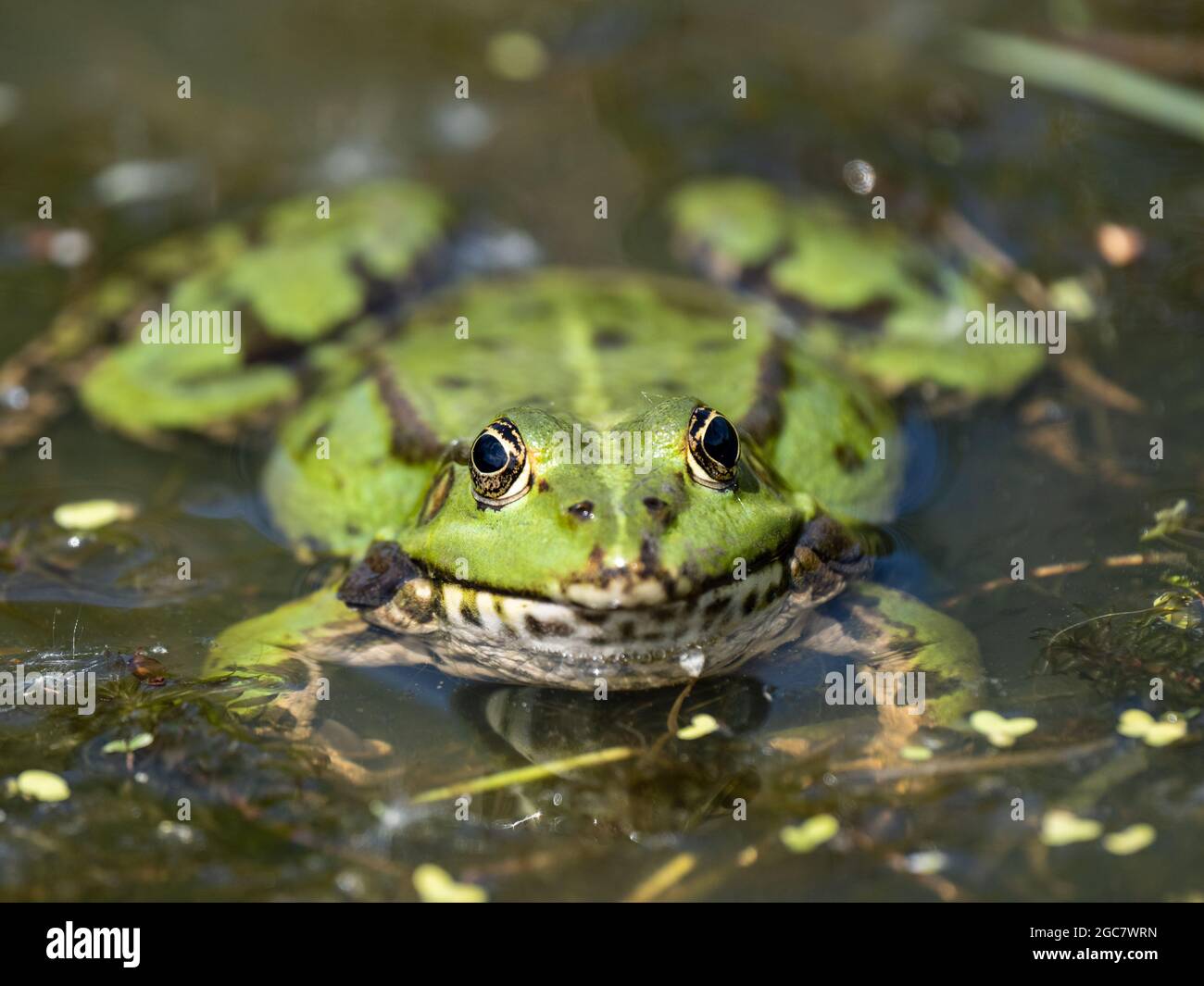 Male Marsh Frog Bellowing in a Pond Stock Photo - Alamy