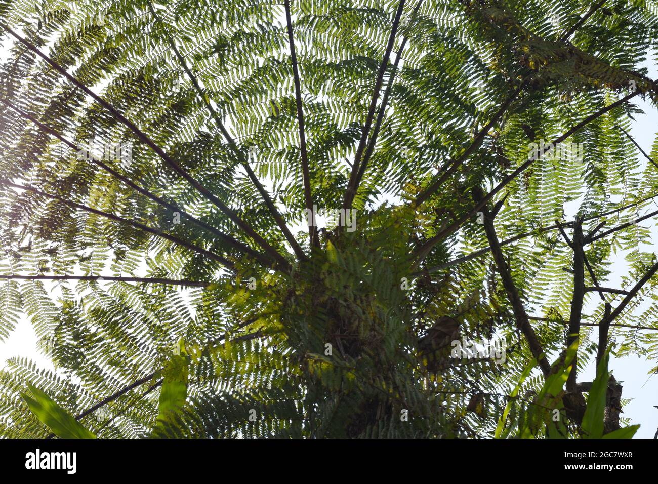 Wiry texture hi-res stock photography and images - Alamy