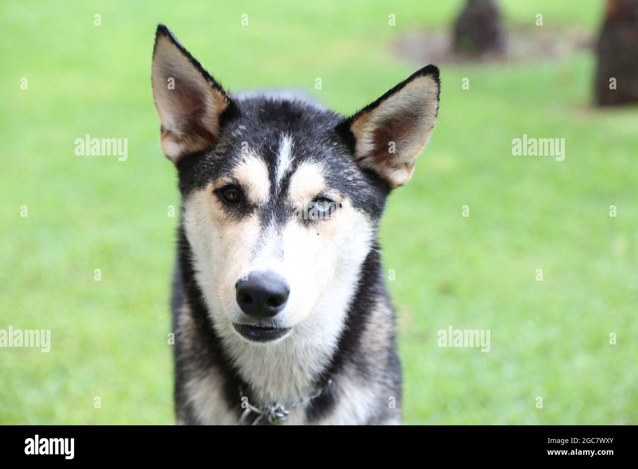 Nice husky dog looking to the camera Stock Photo - Alamy