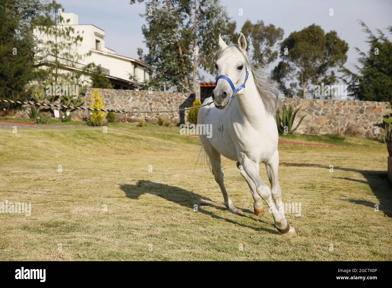 Beautiful white horse running Stock Photo - Alamy