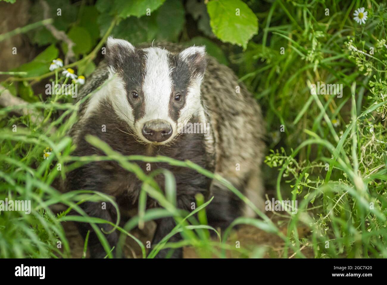 European Badger (Meles meles) in their natural habitat. Low photo angle ...