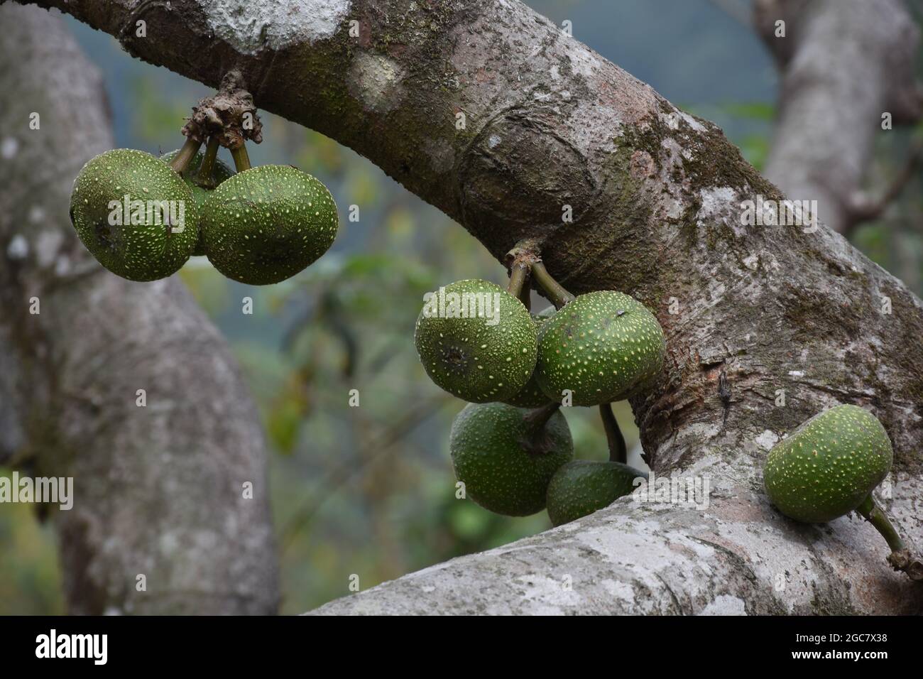 Ficus racemosa commonly known as the cluster fig, red river fig or ...