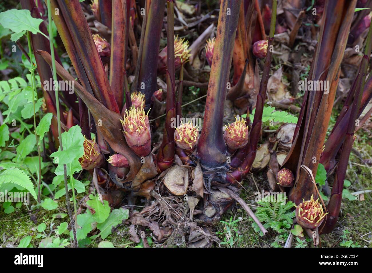 Slim flower cluster hi-res stock photography and images - Alamy