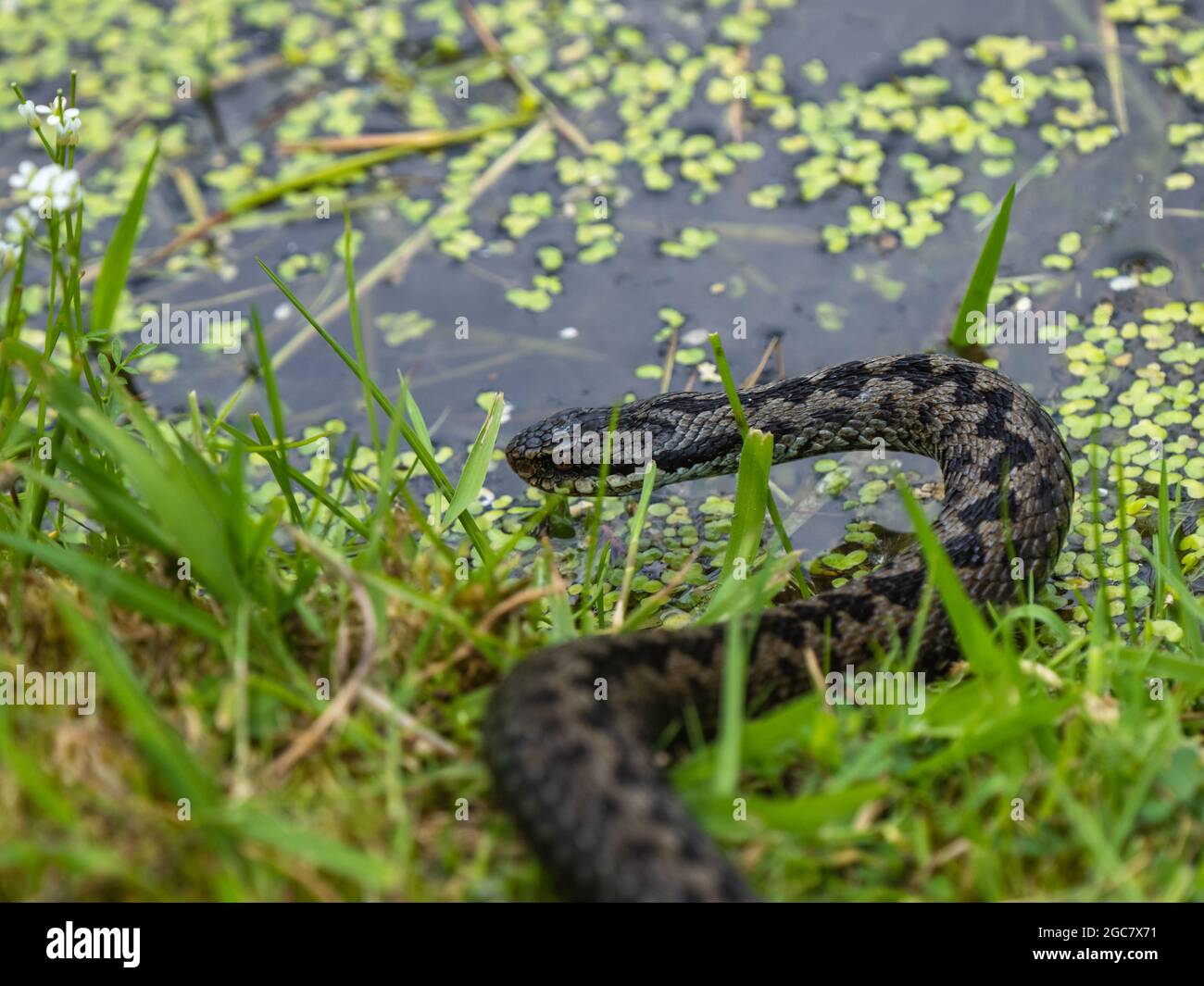 Close up of an Adder Snake by Water Stock Photo - Alamy
