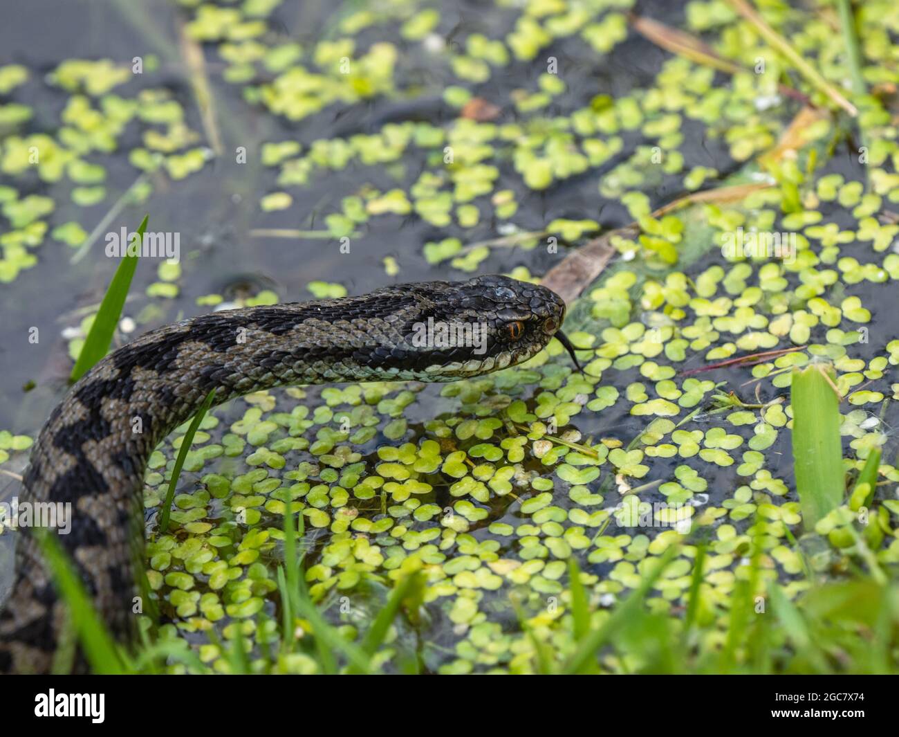 Close up of an Adder Snake by Water Stock Photo - Alamy