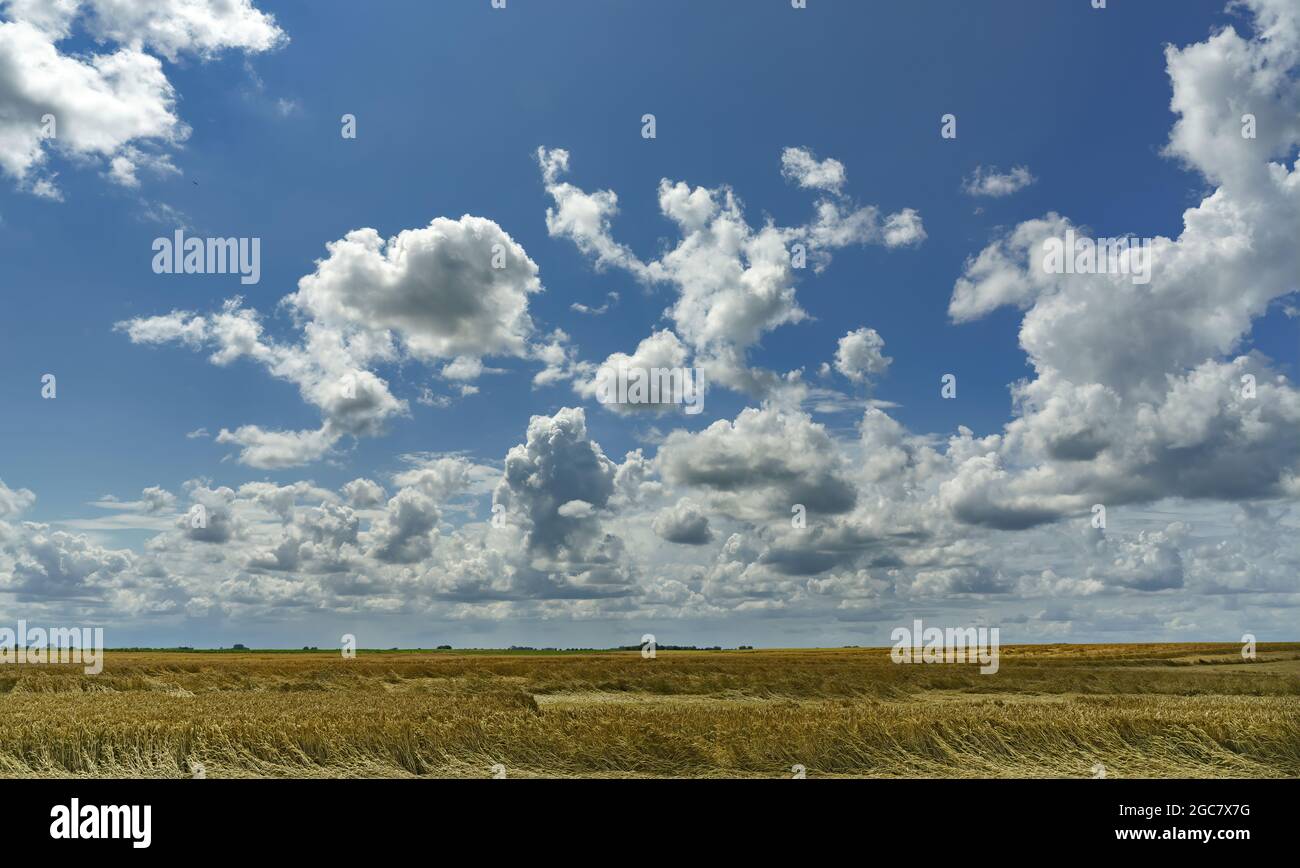 Rural field under the cloudy sky Stock Photo - Alamy