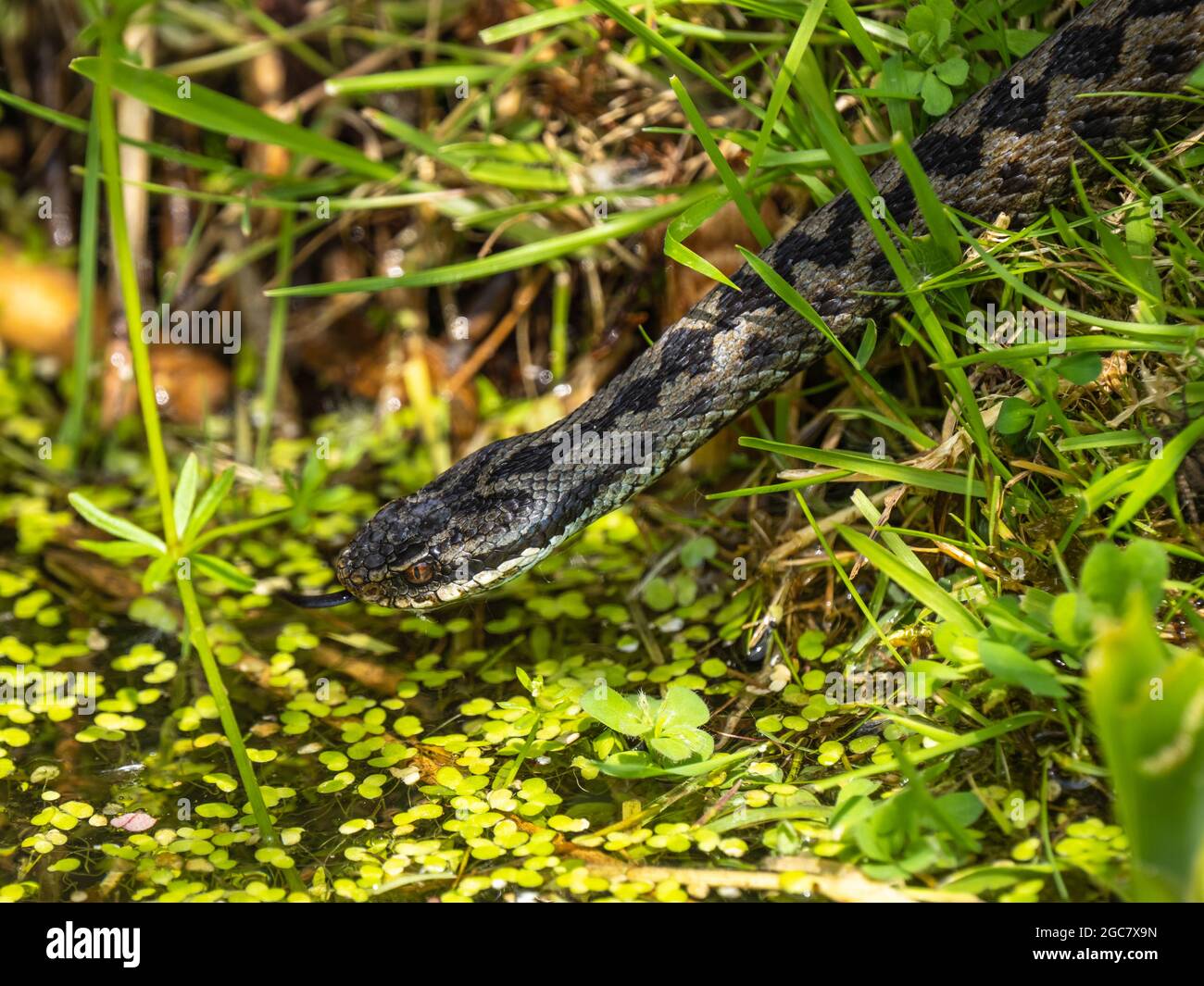Close up of an Adder Snake by Water Stock Photo - Alamy