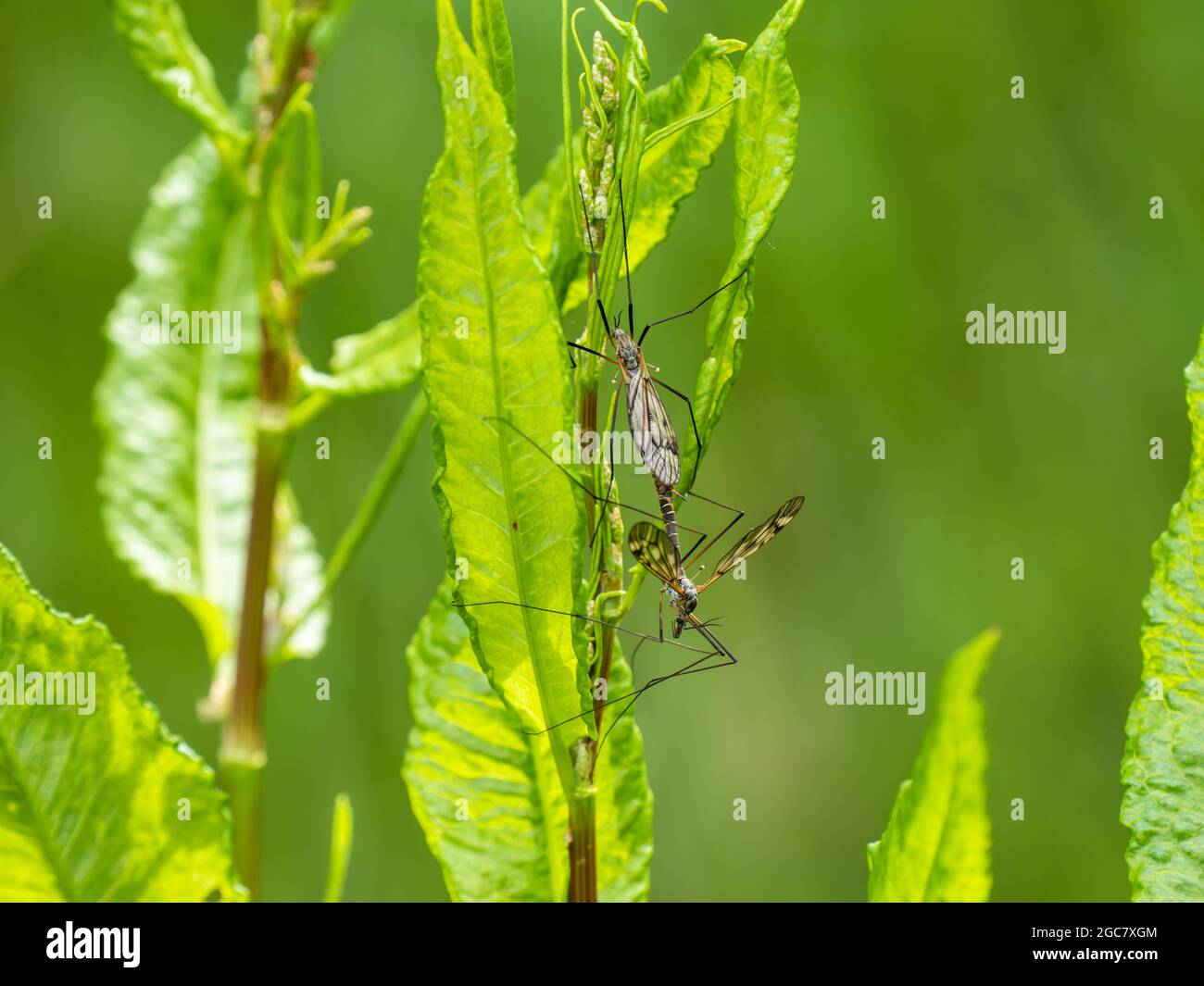 Crane Flies Mating Stock Photo - Alamy