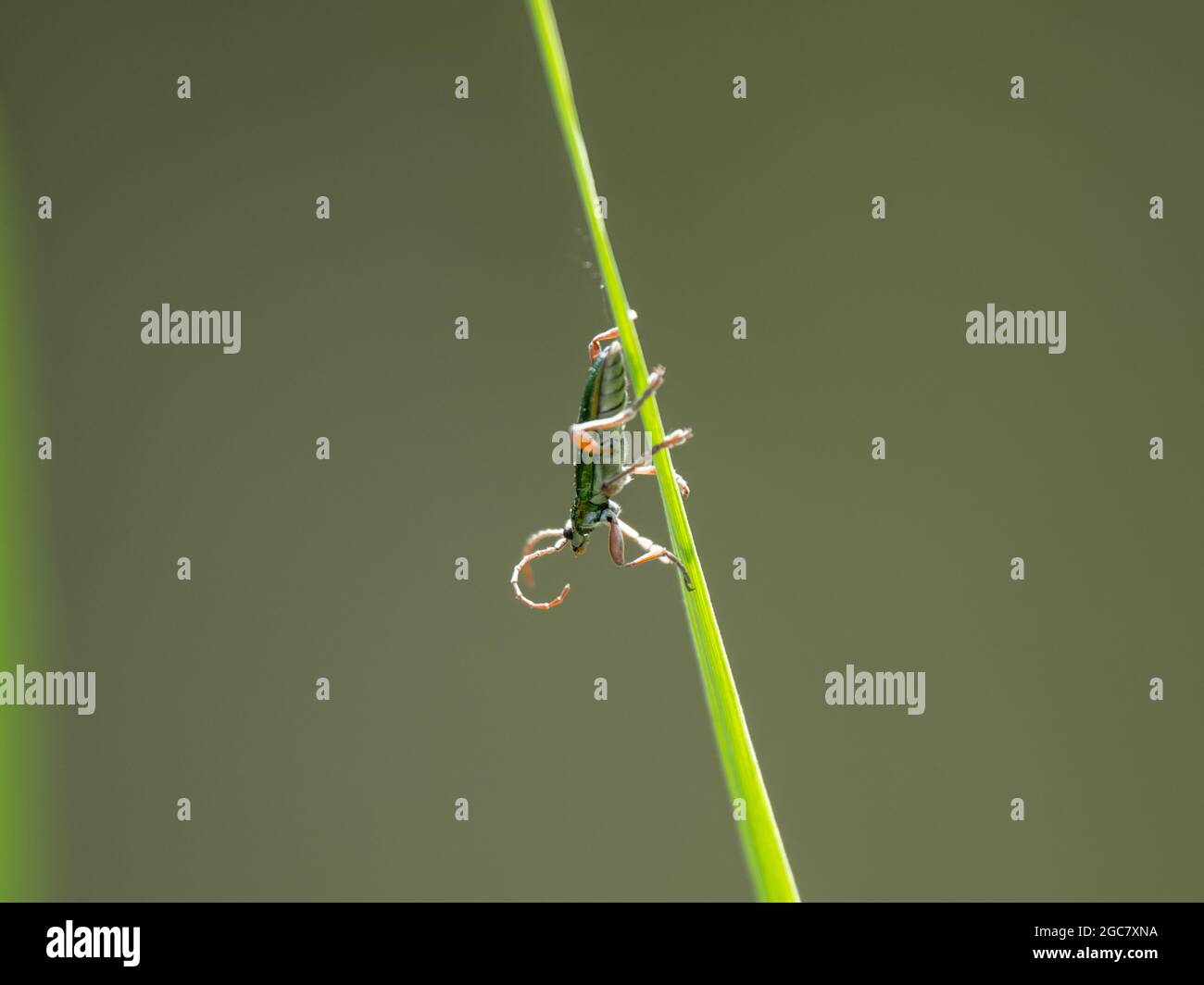 Reed Beetle on a Reed Stock Photo - Alamy
