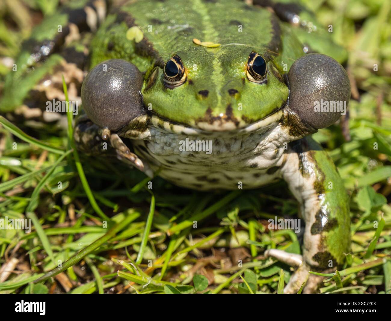 Singing marsh frog hi-res stock photography and images - Alamy