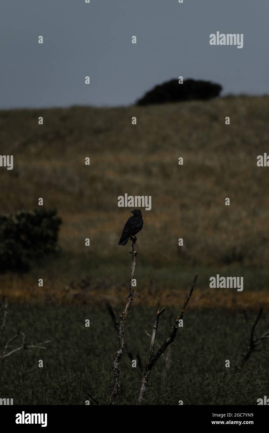 Sad crow hi-res stock photography and images - Alamy