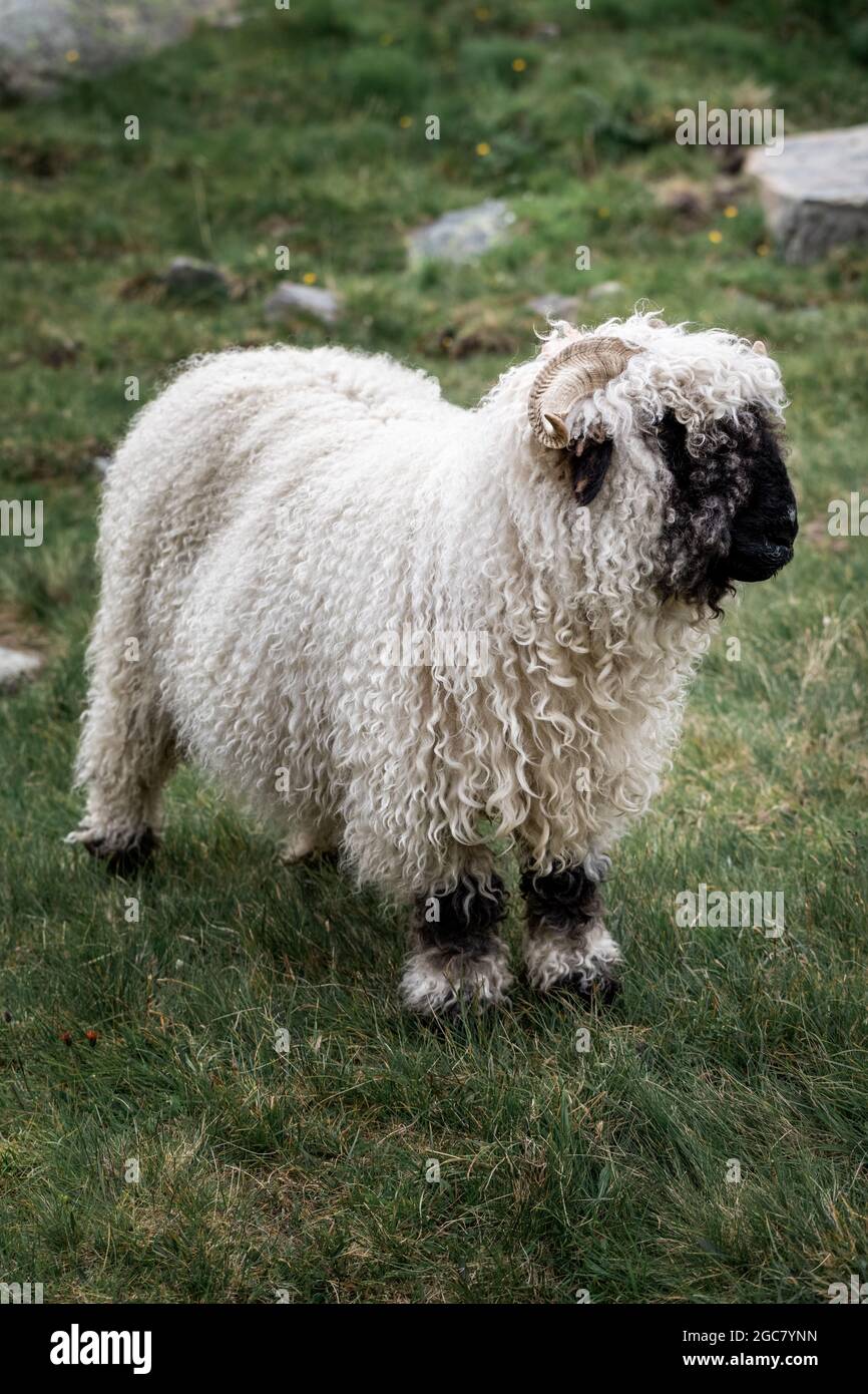 Zermatt goat hi-res stock photography and images - Alamy