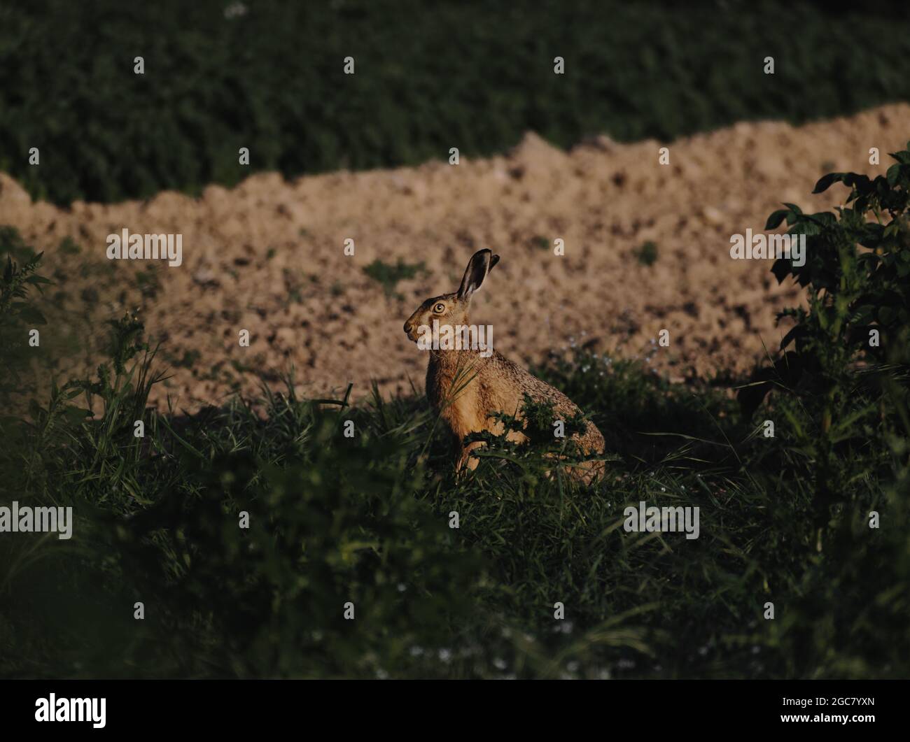 Wilf animal hi-res stock photography and images - Alamy