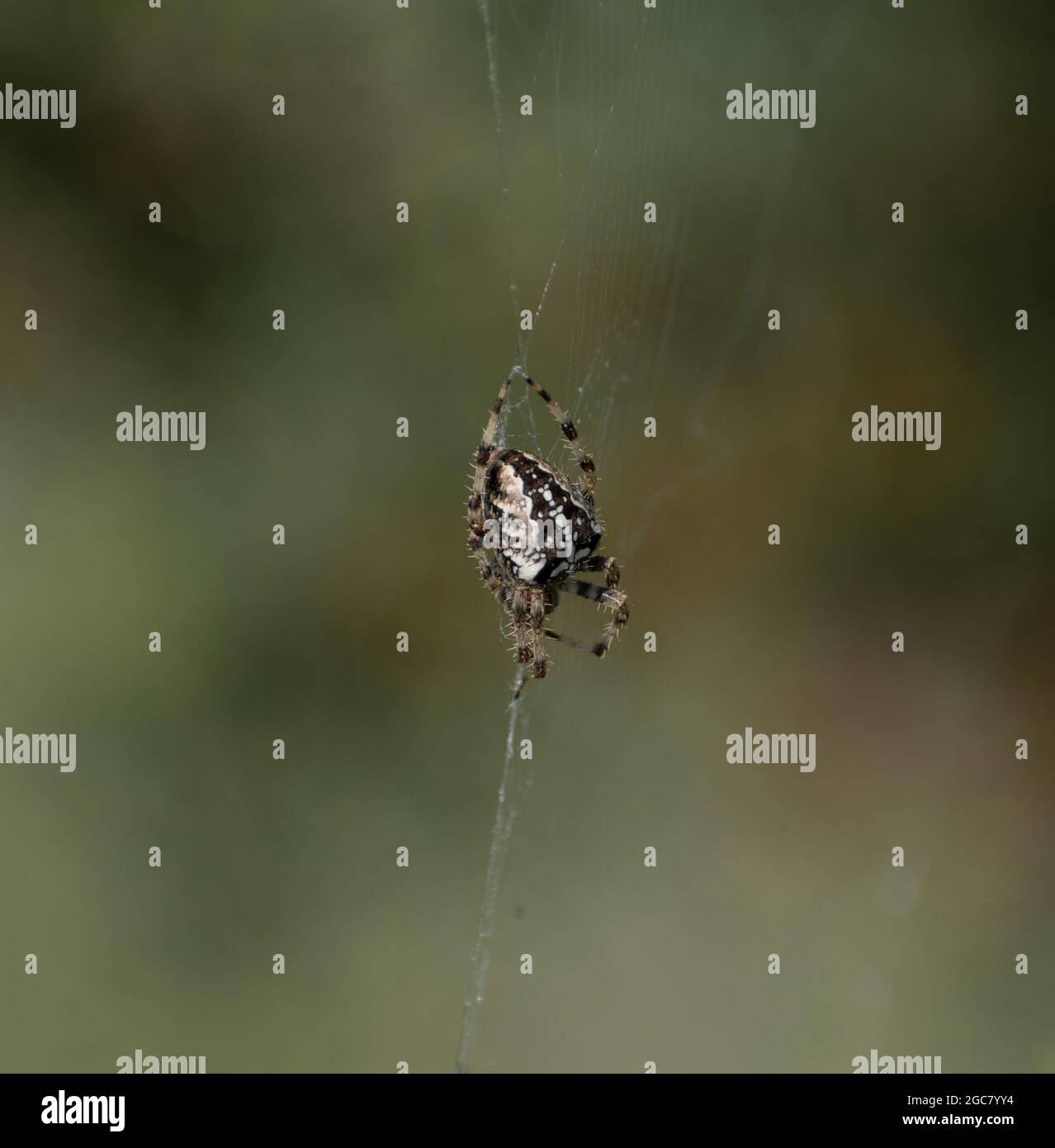 Spider casting a web Stock Photo - Alamy