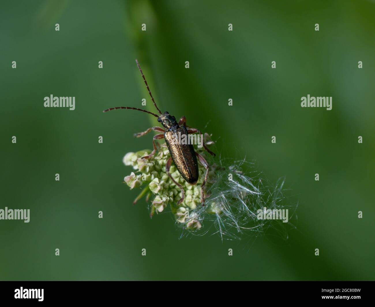 Reed Beetle on a Reed Stock Photo - Alamy