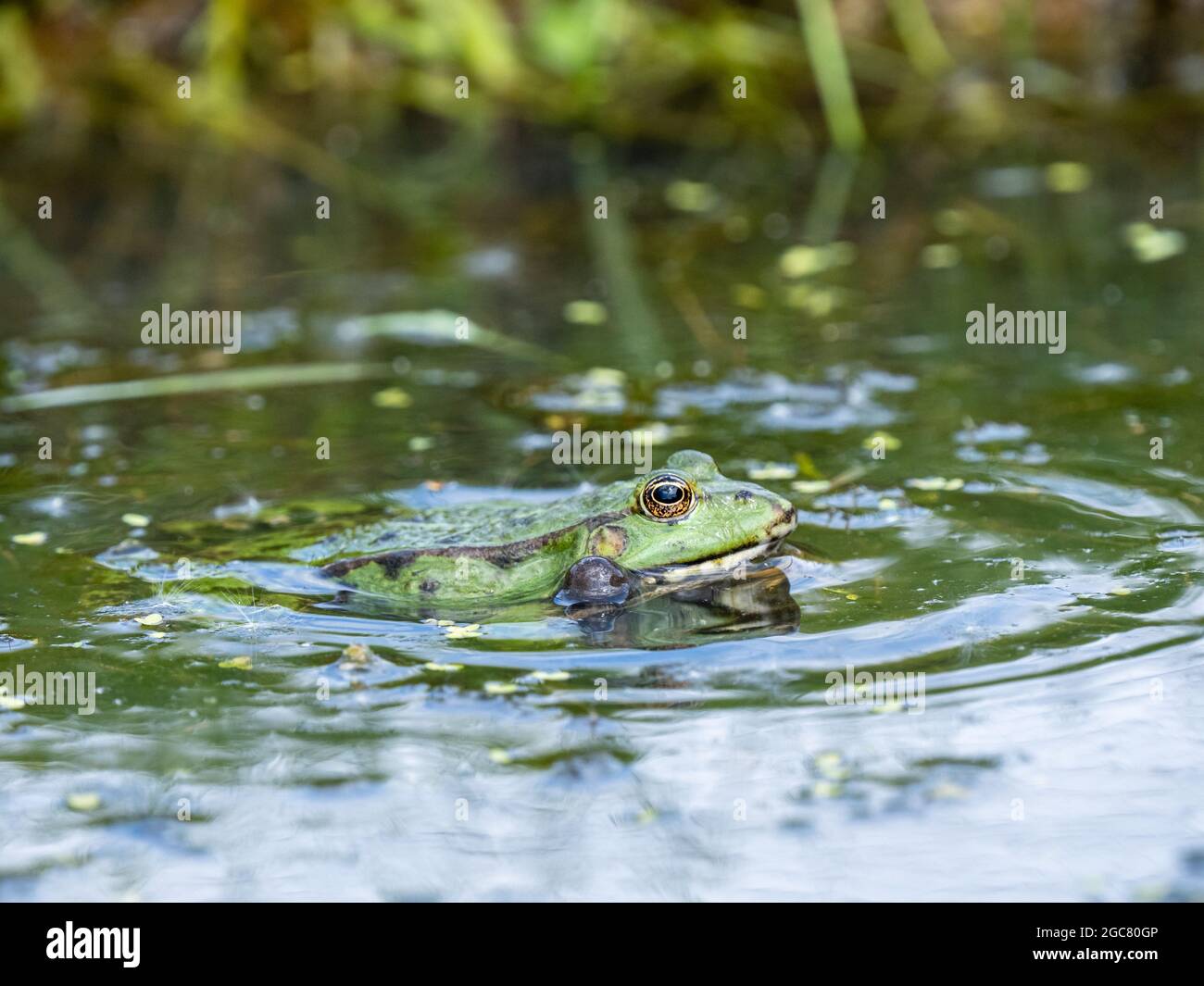 Singing marsh frog hi-res stock photography and images - Alamy