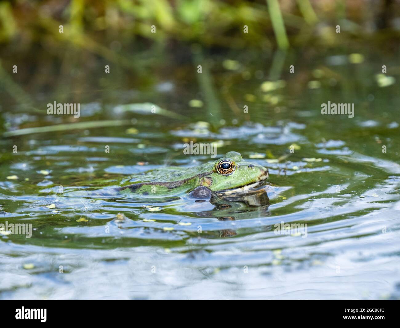 Singing marsh frog hi-res stock photography and images - Alamy