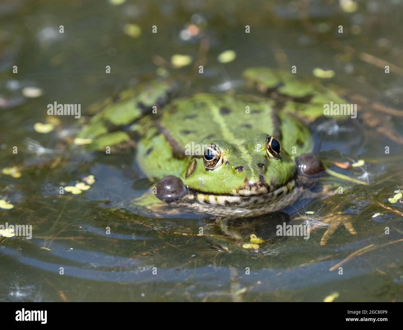 Singing marsh frog hi-res stock photography and images - Alamy