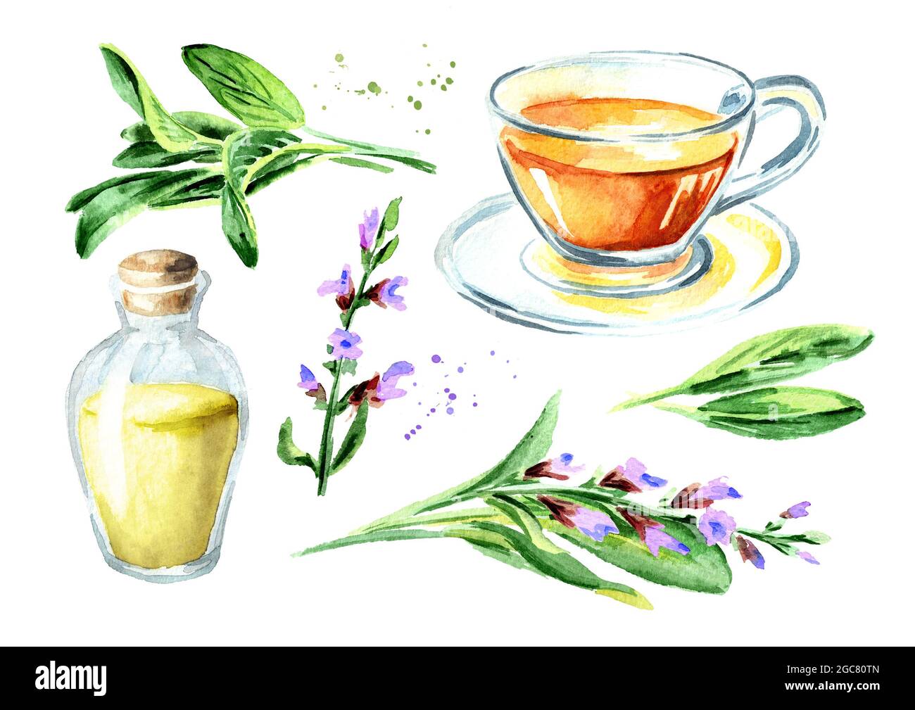 Salvia tea set. Watercolor hand drawn isolated illustration Stock Photo ...