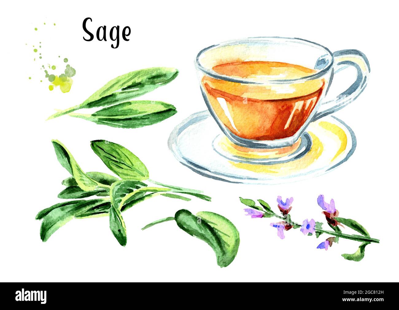 Medicinal herb Salvia officinalis. Cup of medical tea. Infusion made ...