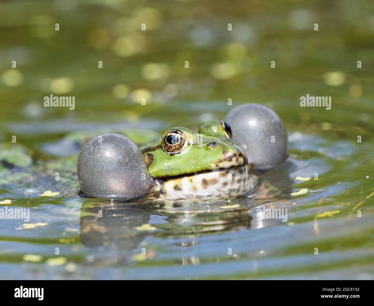 Singing marsh frog hi-res stock photography and images - Alamy