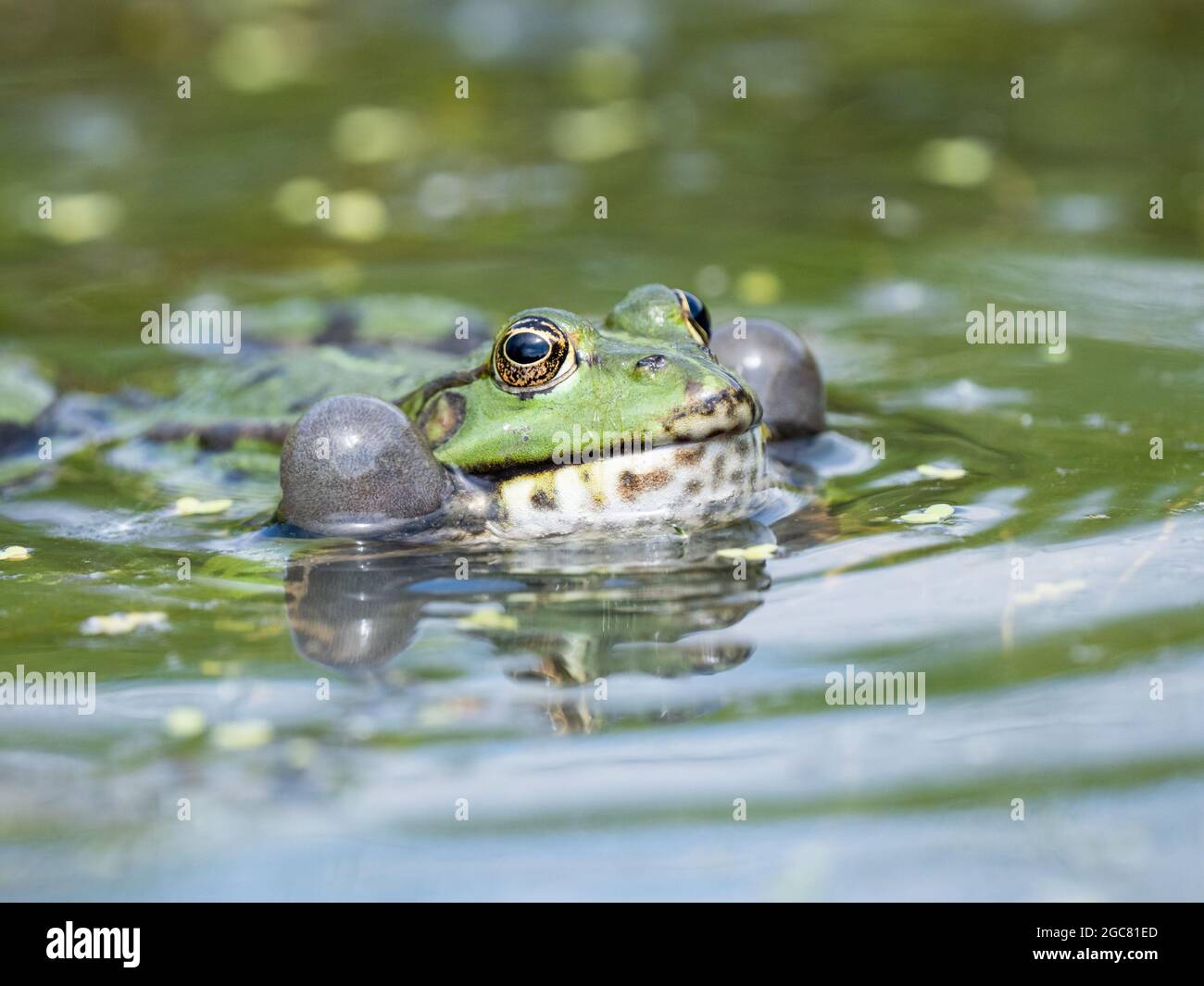 Singing marsh frog hi-res stock photography and images - Alamy
