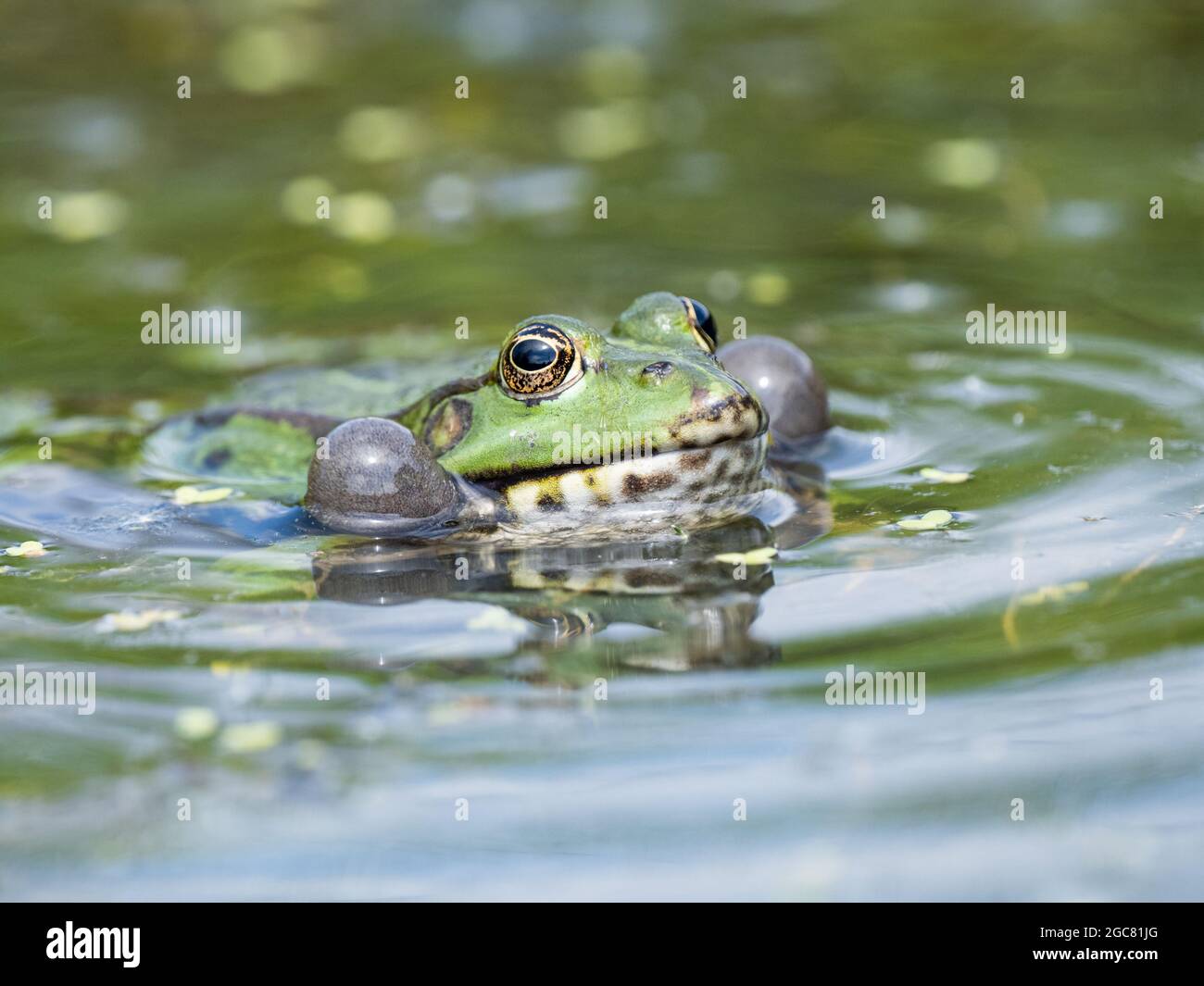 Singing marsh frog hi-res stock photography and images - Alamy