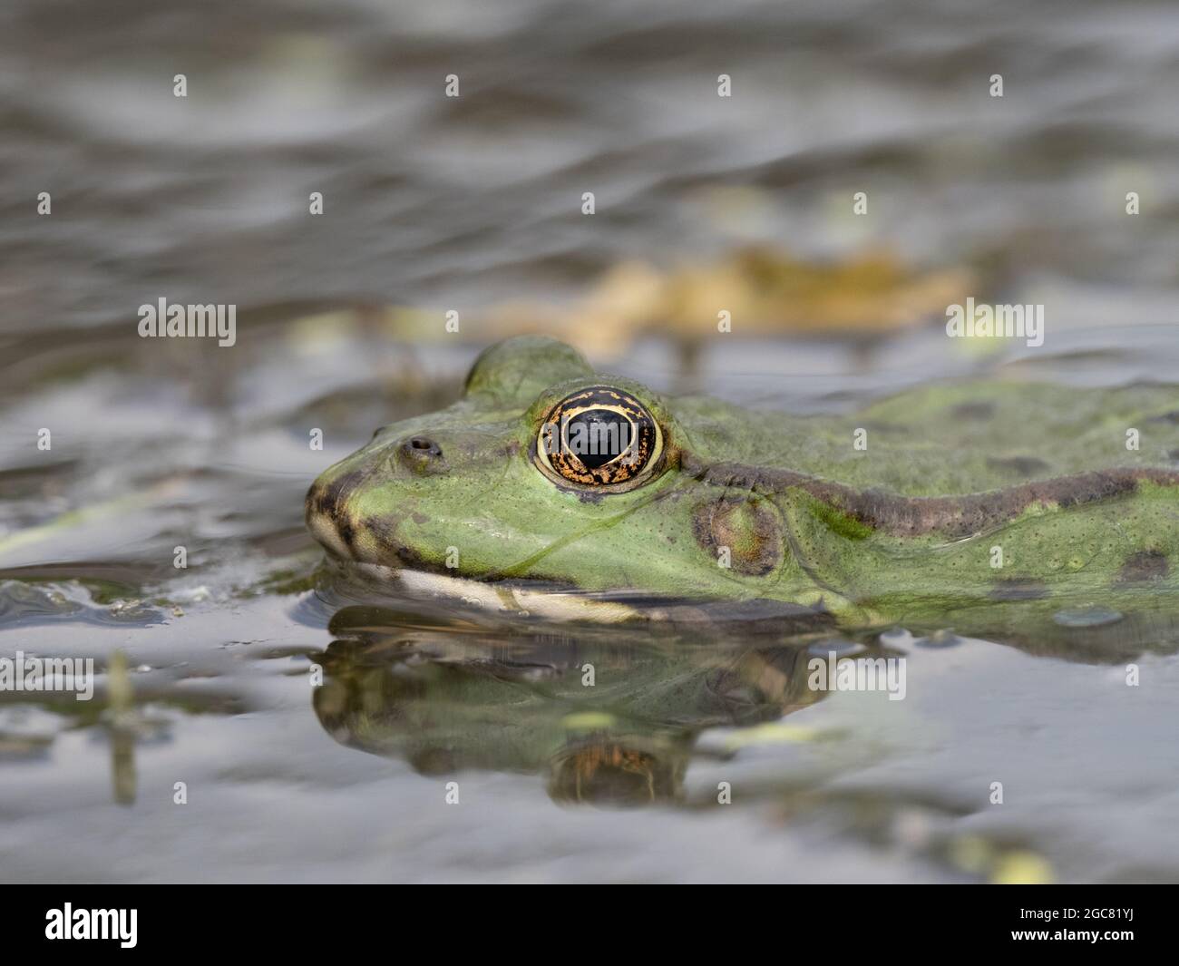 Singing marsh frog hi-res stock photography and images - Alamy