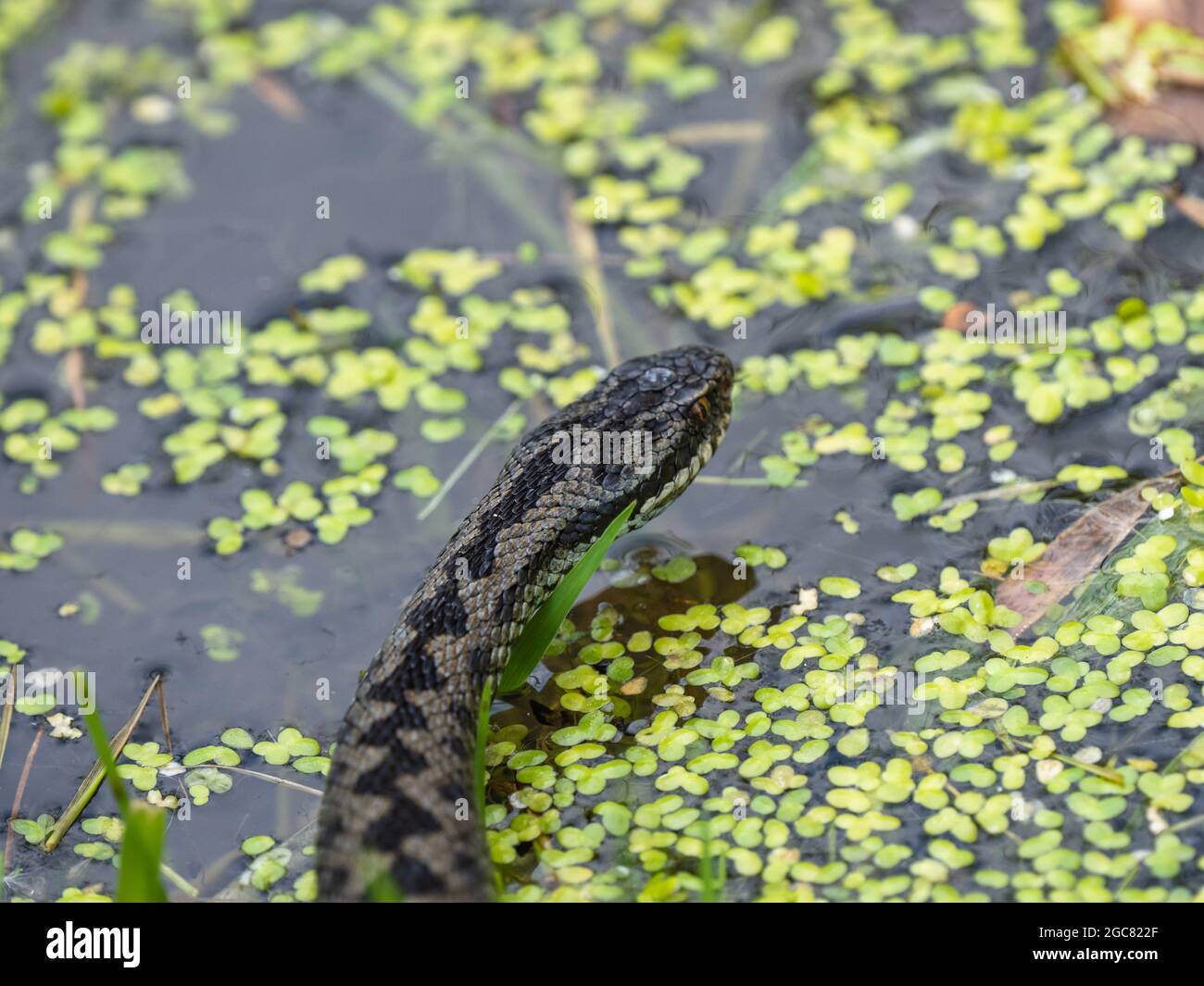 Close up of an Adder Snake by Water Stock Photo - Alamy