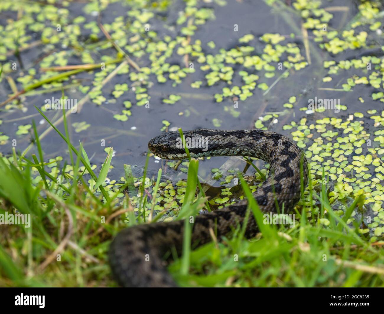Close up of an Adder Snake by Water Stock Photo - Alamy