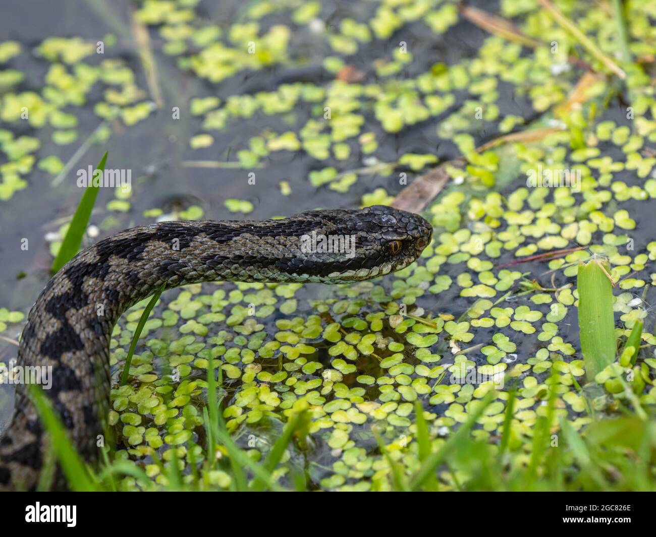 Close up of an Adder Snake by Water Stock Photo - Alamy