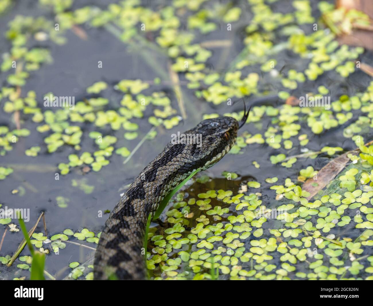 Close up of an Adder Snake by Water Stock Photo - Alamy