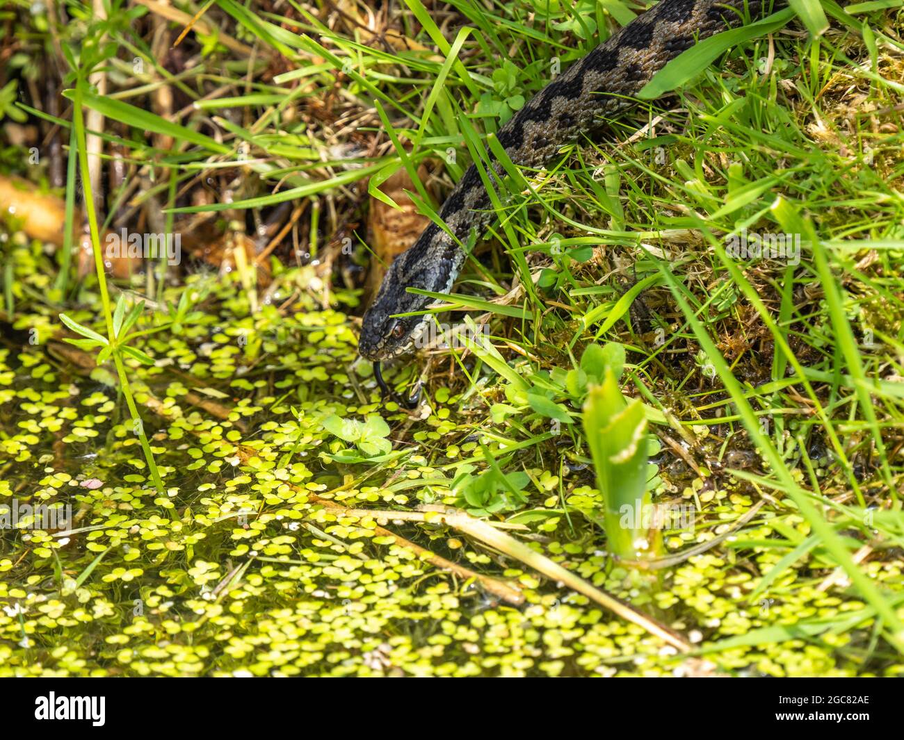 Close up of an Adder Snake by Water Stock Photo - Alamy