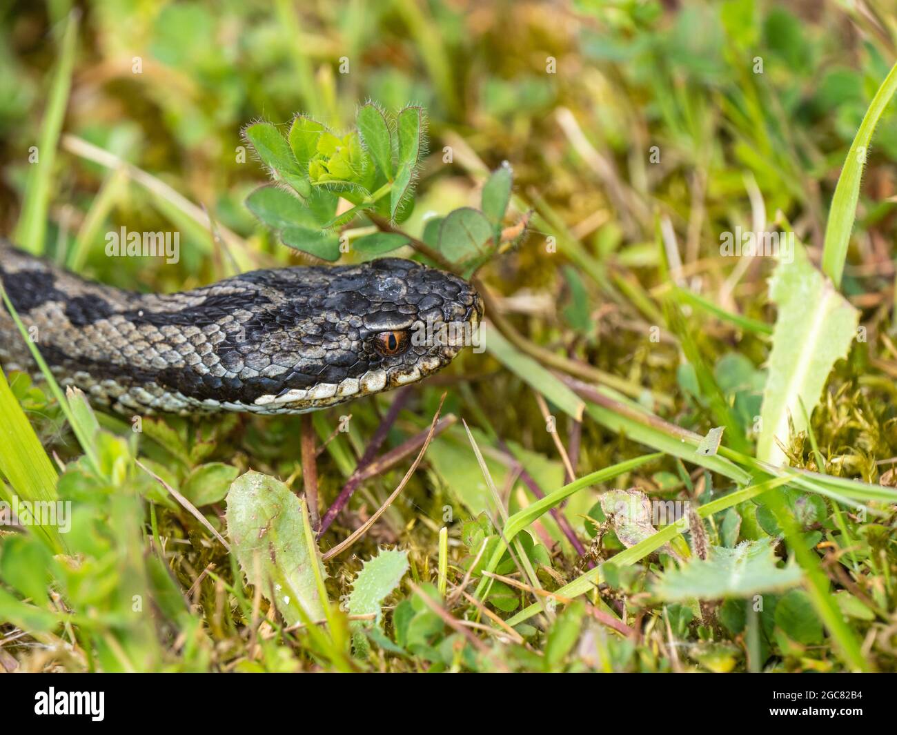 Close up of an Adder Snake Head Stock Photo - Alamy