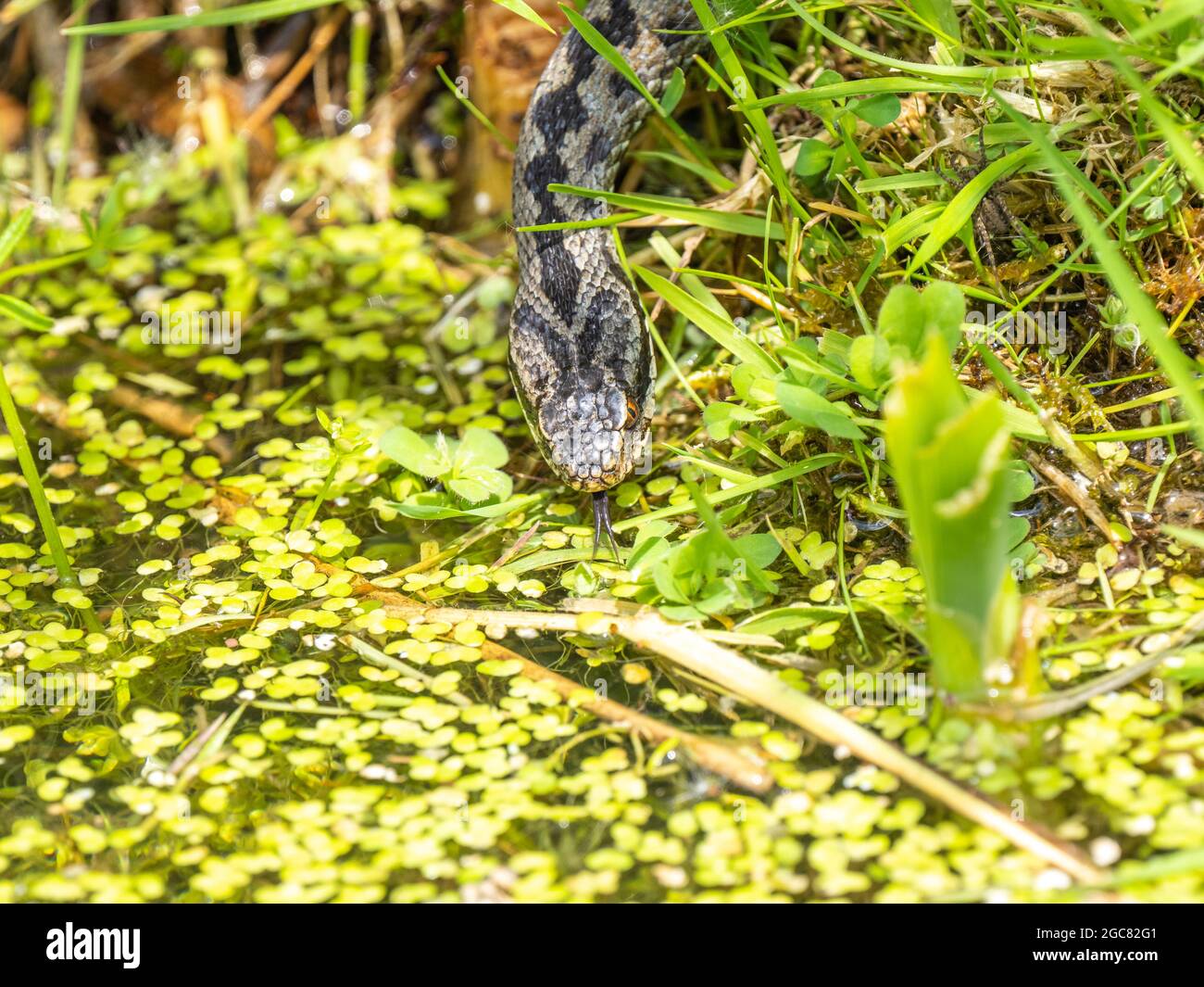 Close up of an Adder Snake by Water Stock Photo - Alamy