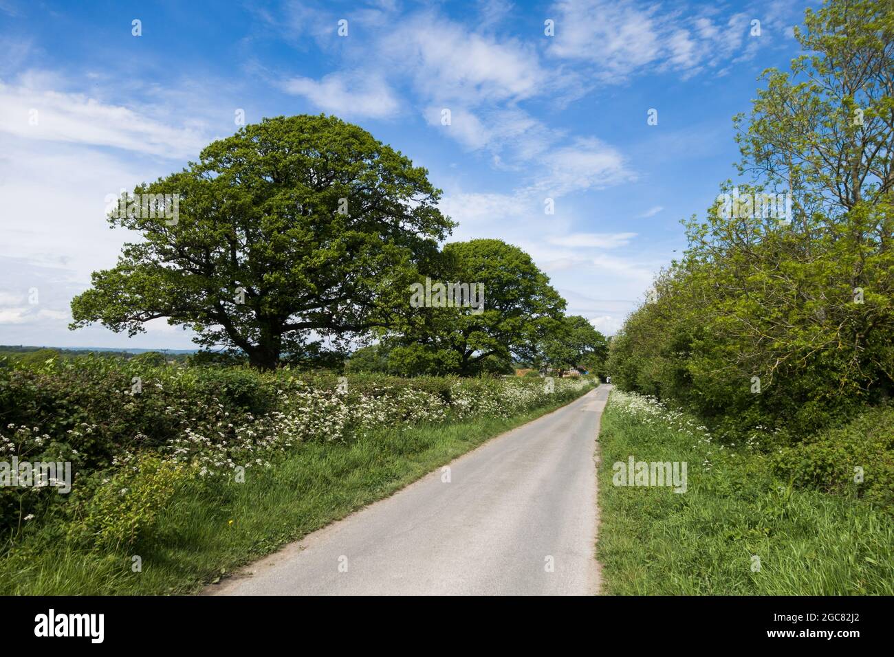 Road lined with oak trees hi-res stock photography and images - Alamy