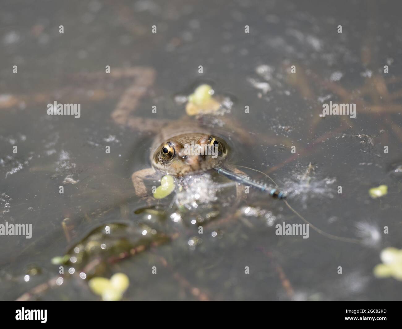 Frog eating insect hi-res stock photography and images - Alamy