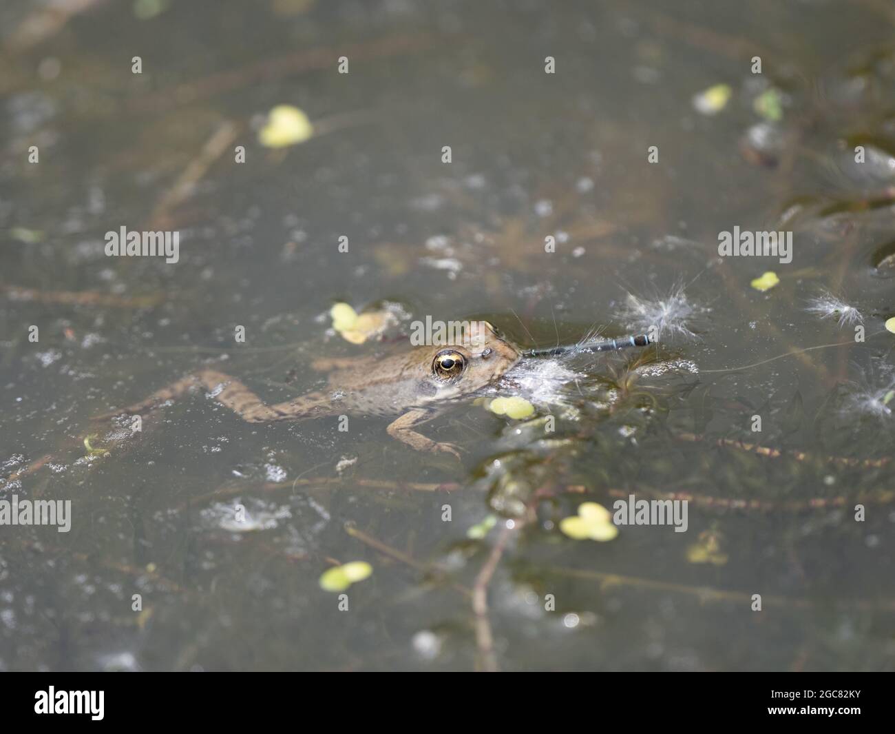 Juvenile Marsh Frog Eating a Damselfly Stock Photo - Alamy